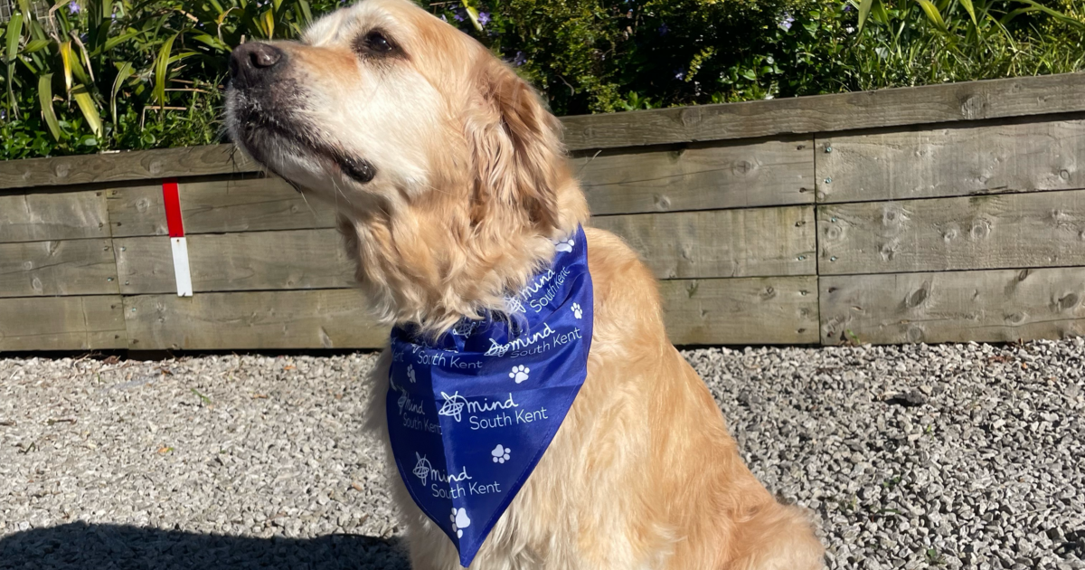 Paws for Mind: Thank You | South Kent Mind
